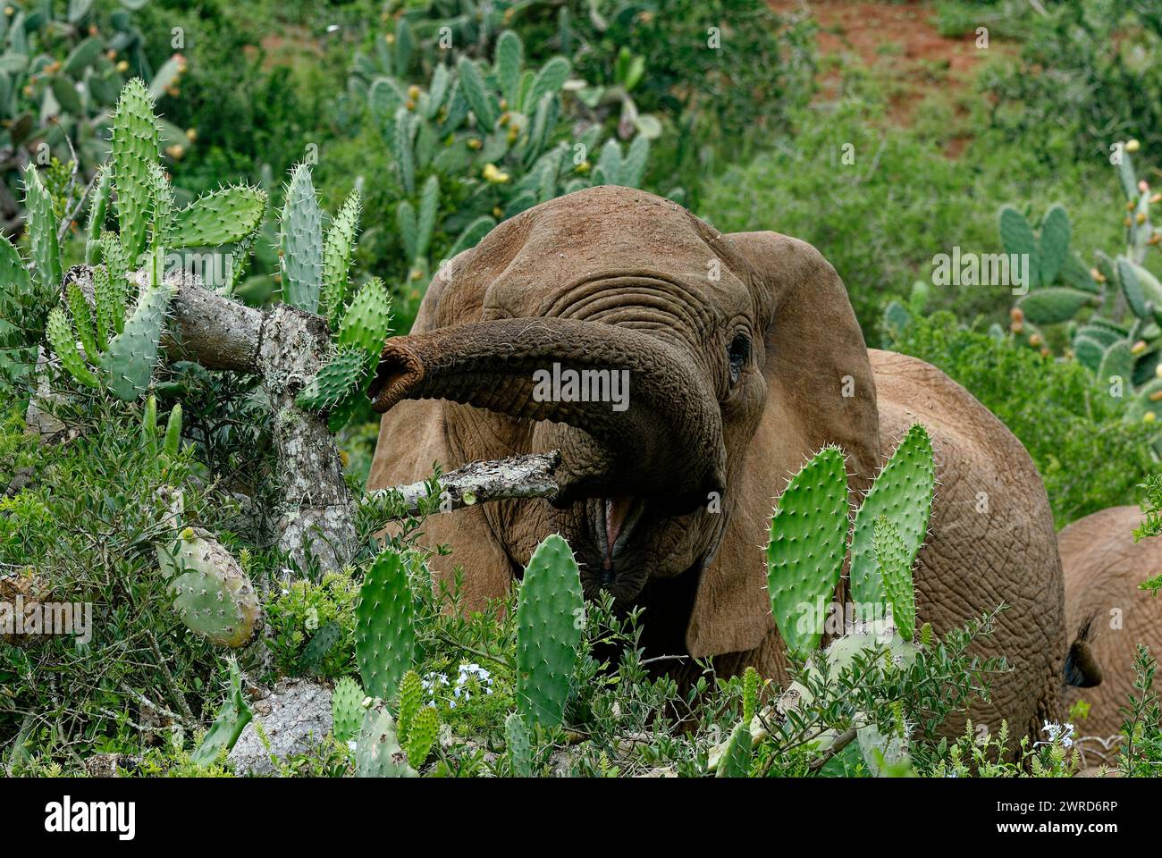 Elephant eating spikey prickly pear or cactus leaves Stock Photo - Alamy