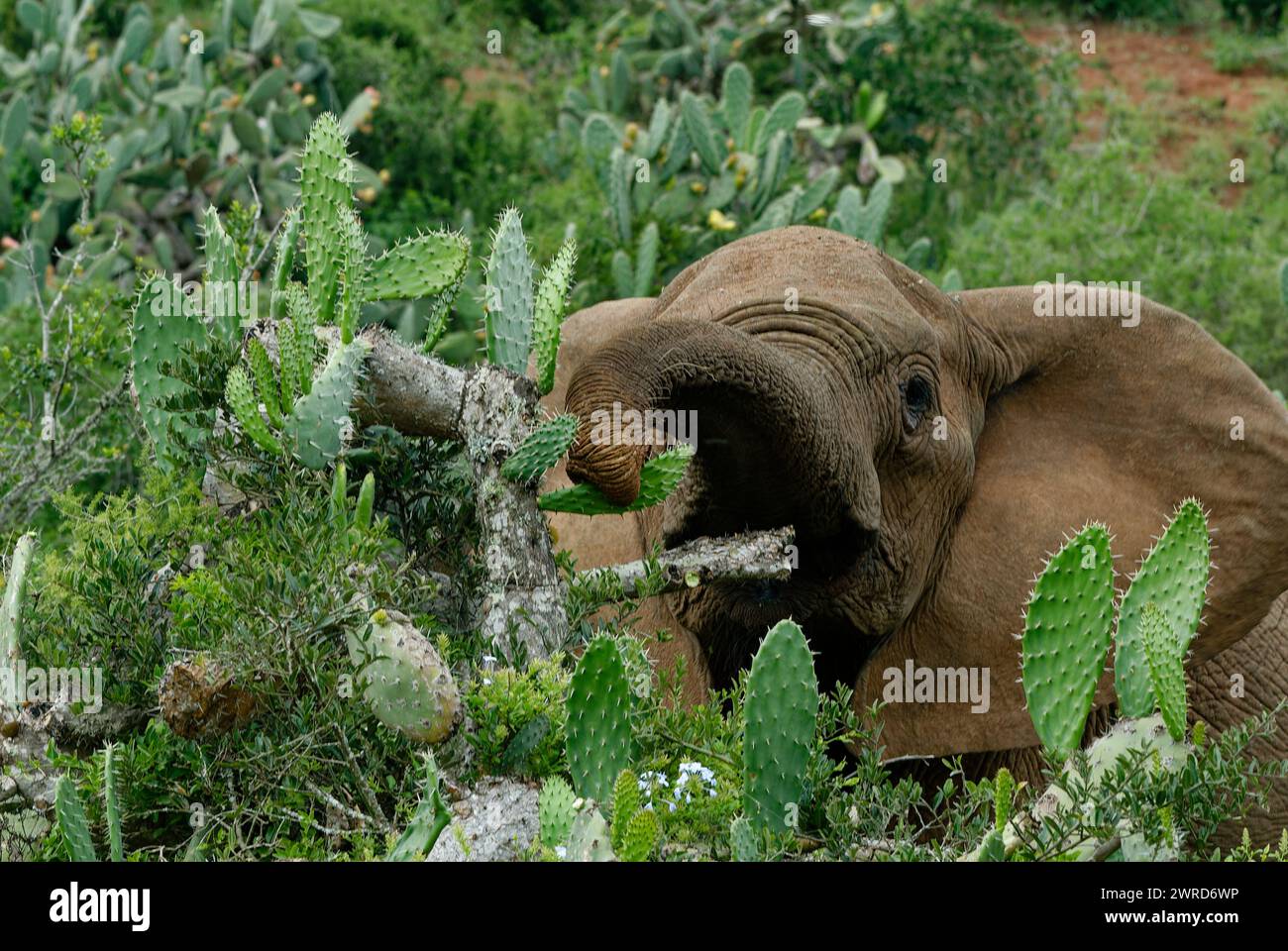 Elephant picking a spikey cactus leaf with it's trunk - carefully ...