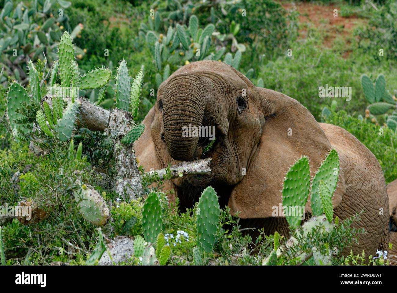 Elephants at play - hungry elephant eating juicy green cactus bush ...