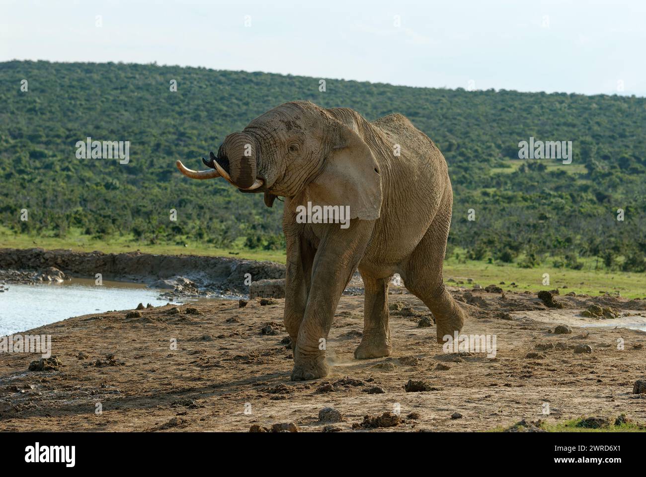 An Elephant with a twisted trunk running next to a waterhole Stock ...