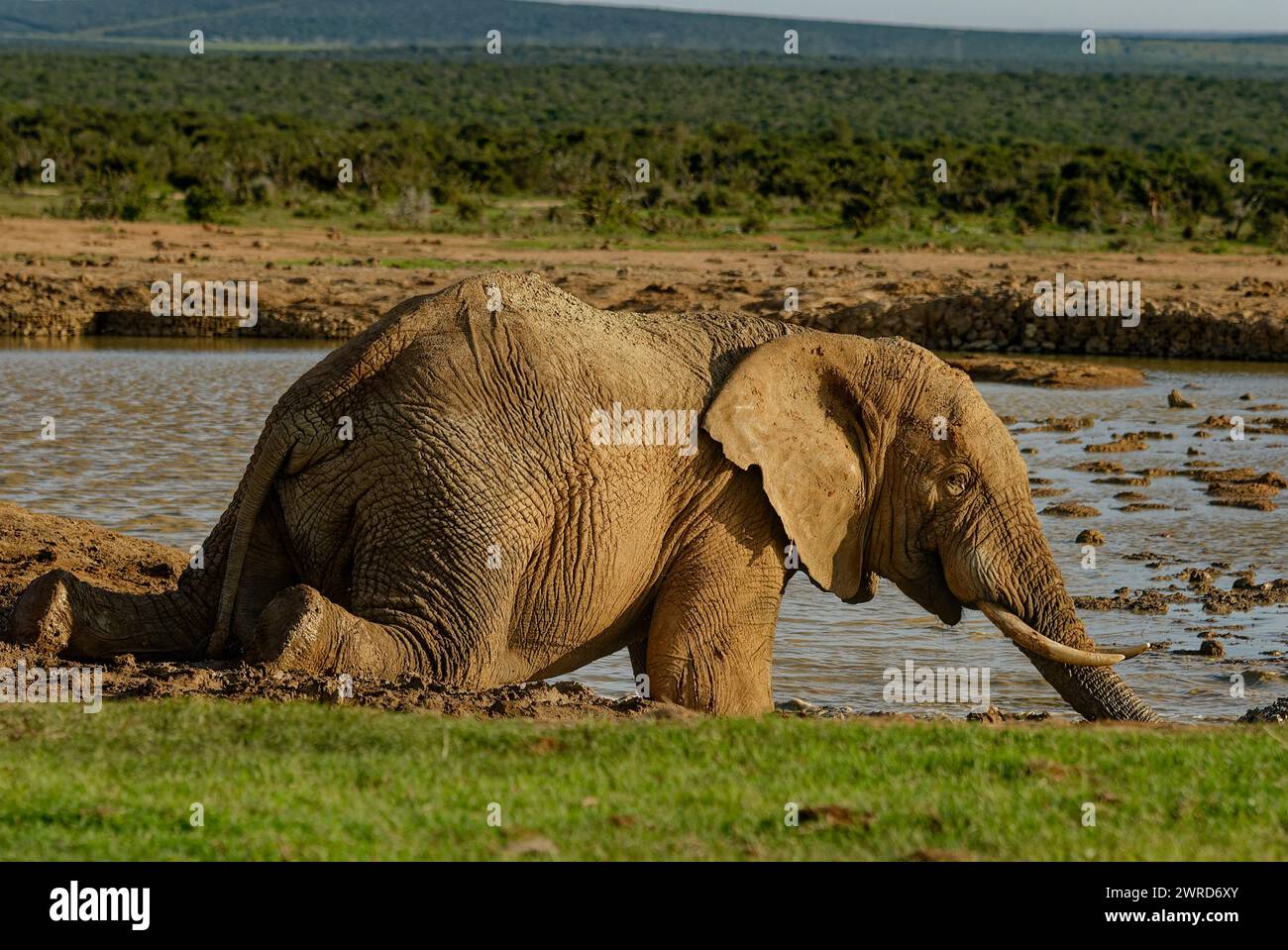 Elephant kneeling hi-res stock photography and images - Alamy