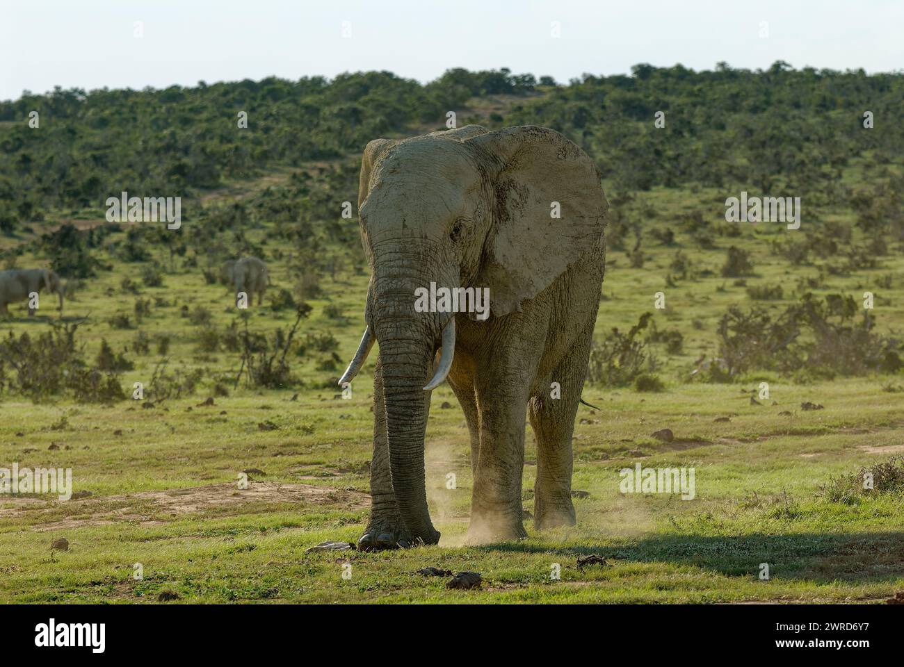 Irritatetd elephant hi-res stock photography and images - Alamy