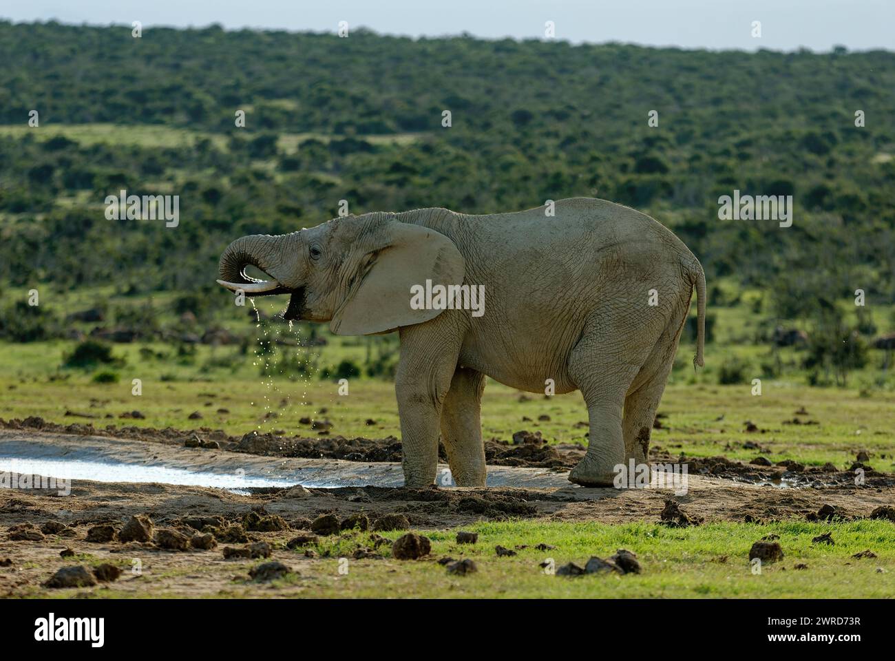 Large elephant drinking water at a water hole. Trunk in mouth with ...
