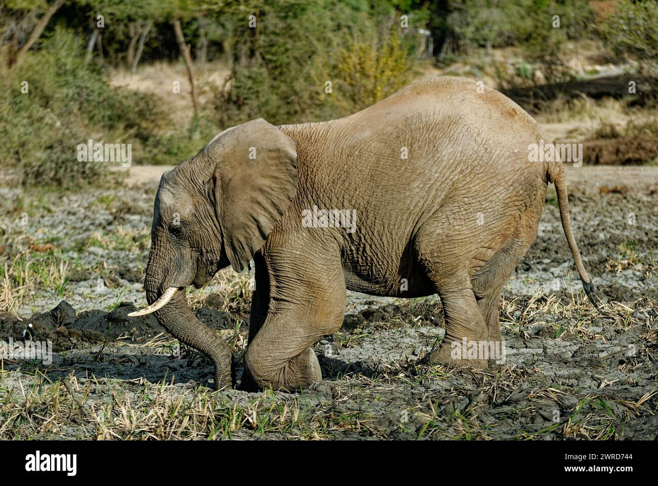 Elephant kneeling hi-res stock photography and images - Alamy