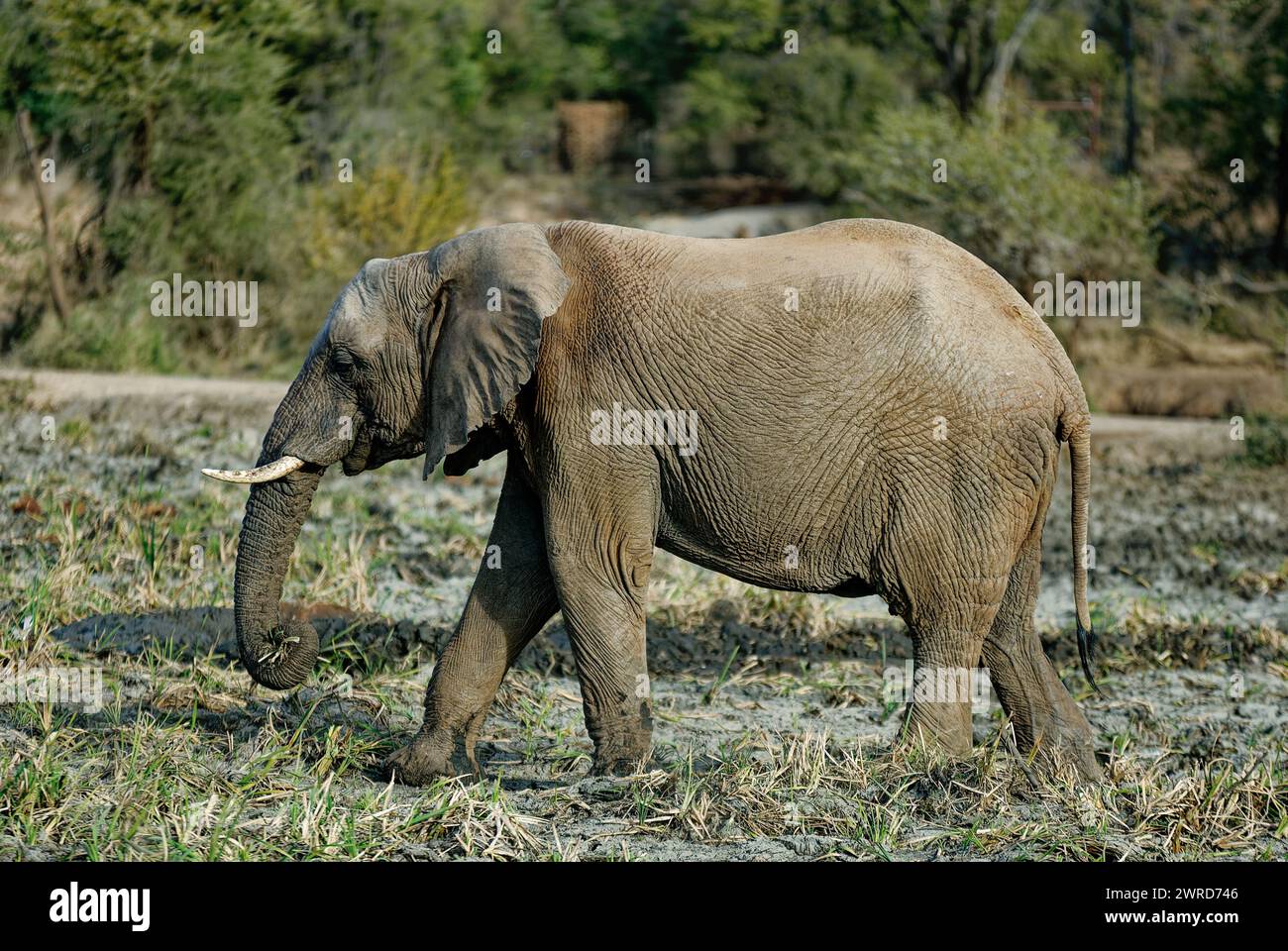 Elephant walk from left hi-res stock photography and images - Alamy