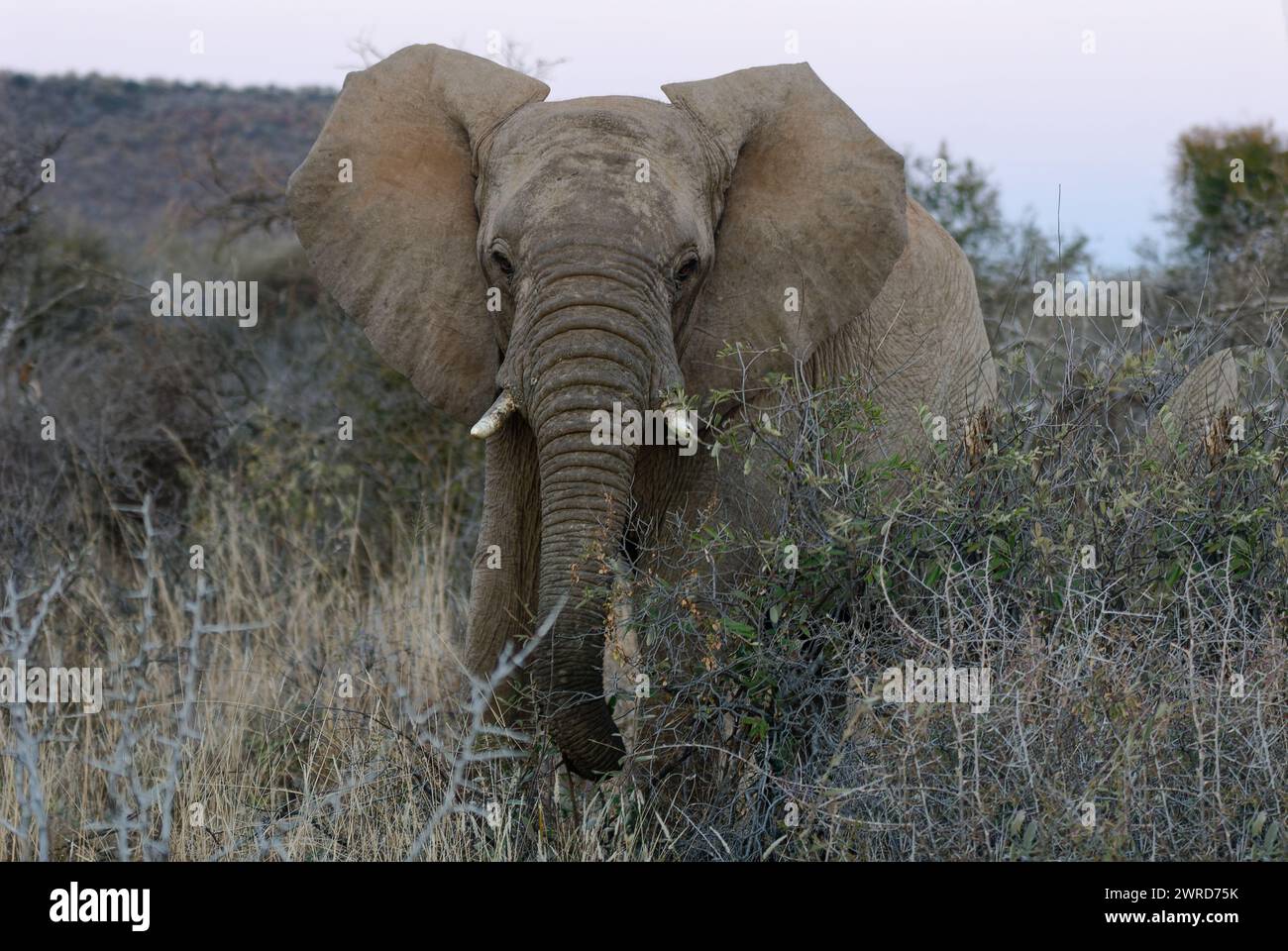 Elephant spread ears hi-res stock photography and images - Alamy