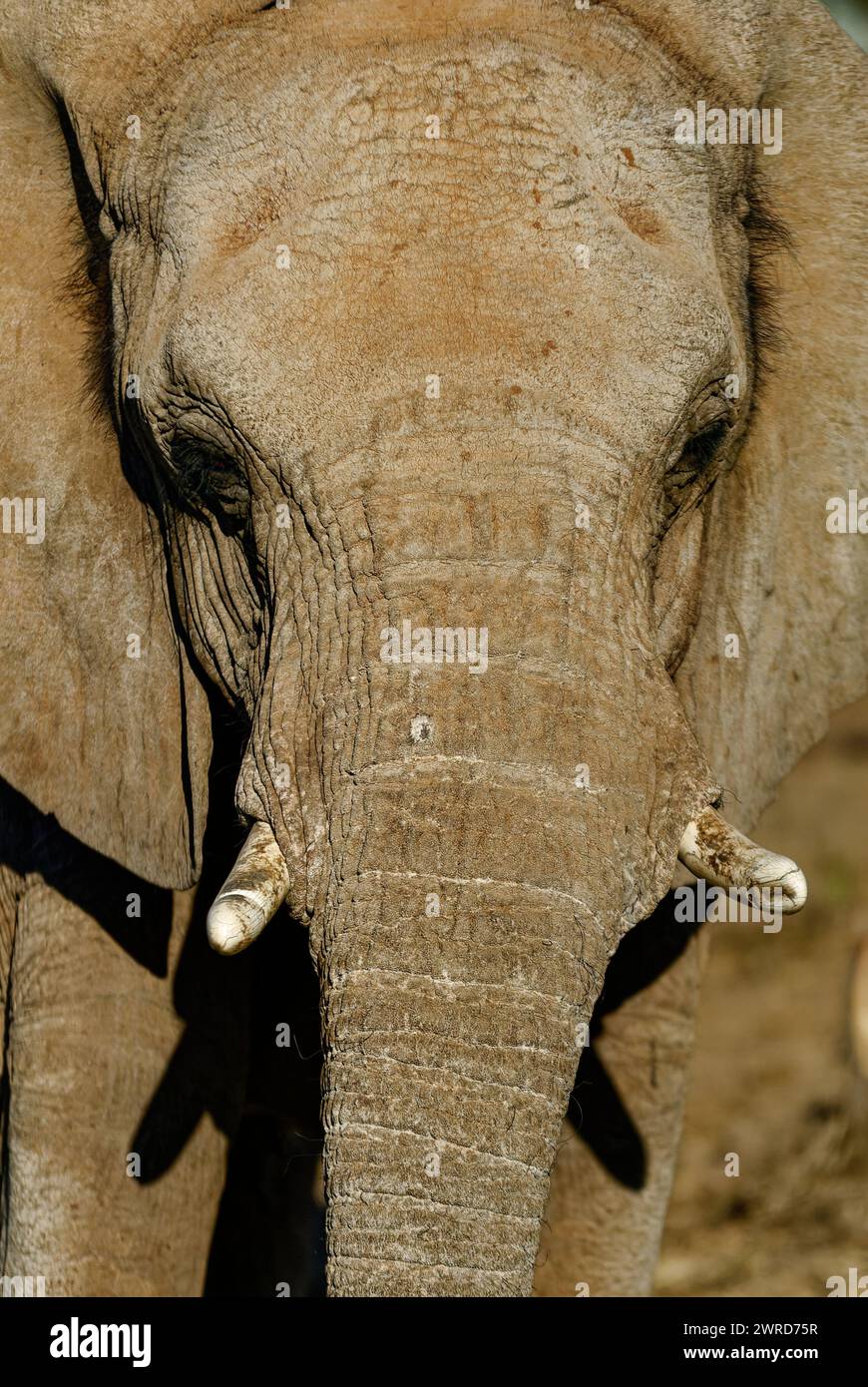 Elephant - close up portrait - eyes, tusks, and face very detailed ...