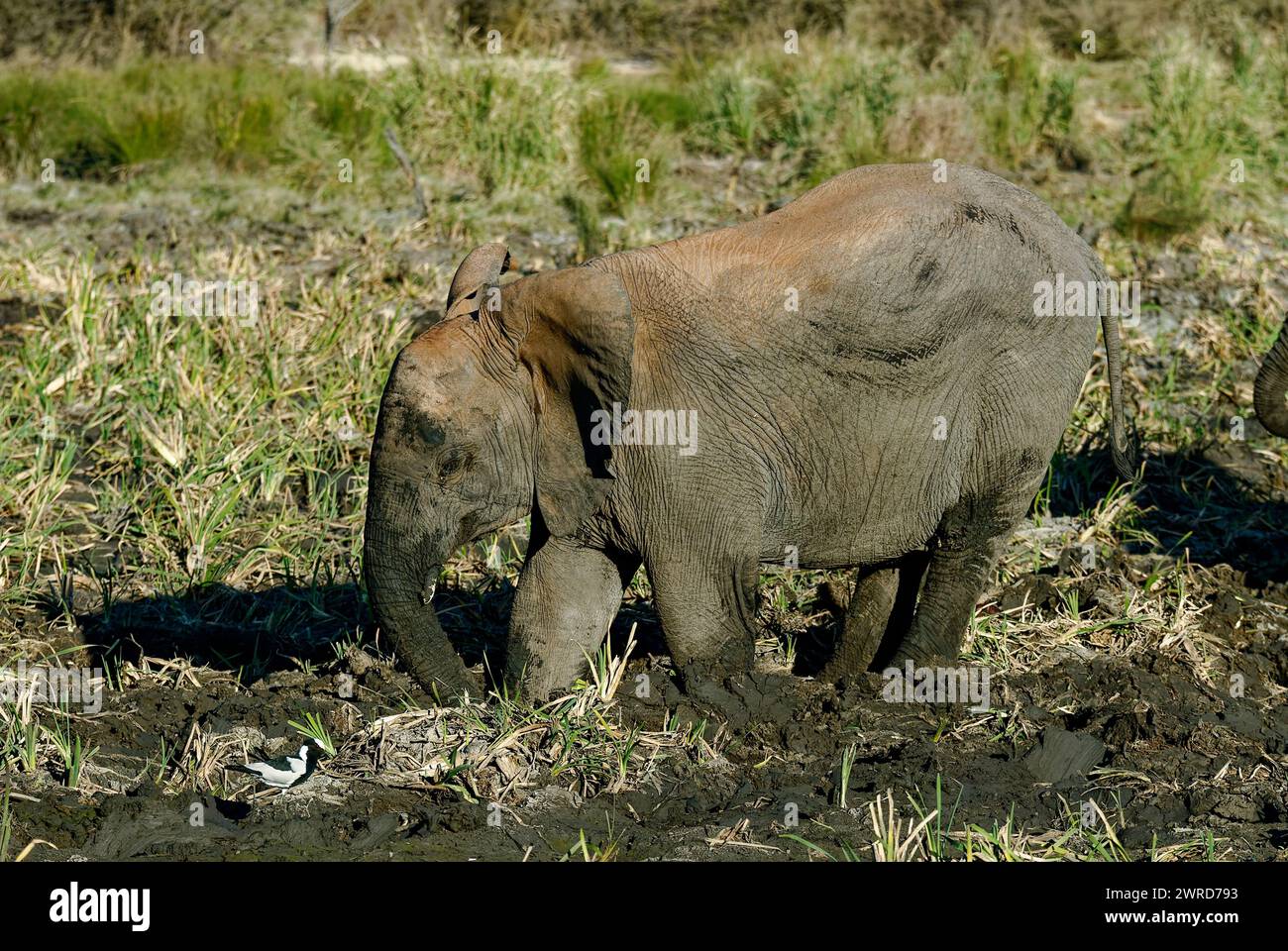 Elephants at play - Female Elephant walking in thick mud - muddy trunk ...
