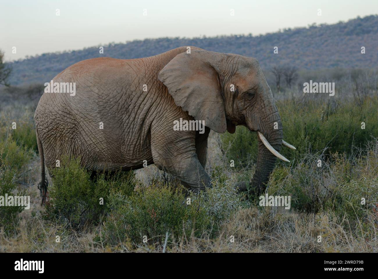 Elephants at play - Large Elephant standing side on in open bush. Very ...