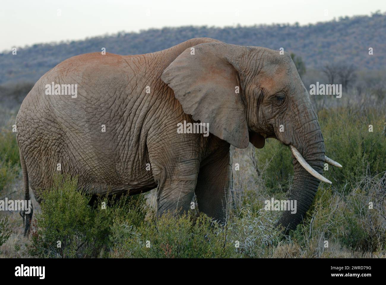 Elephants at play - Large Elephant standing side on in open bush. Very ...