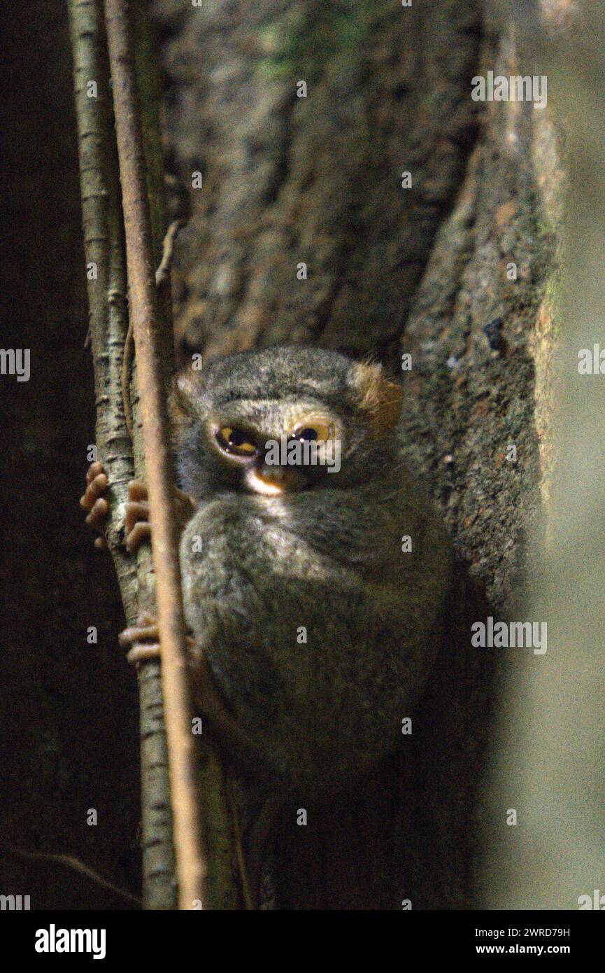 Portrait of a tarsius or tarsier (Tarsius spectrumgurskyae) in Tangkoko ...