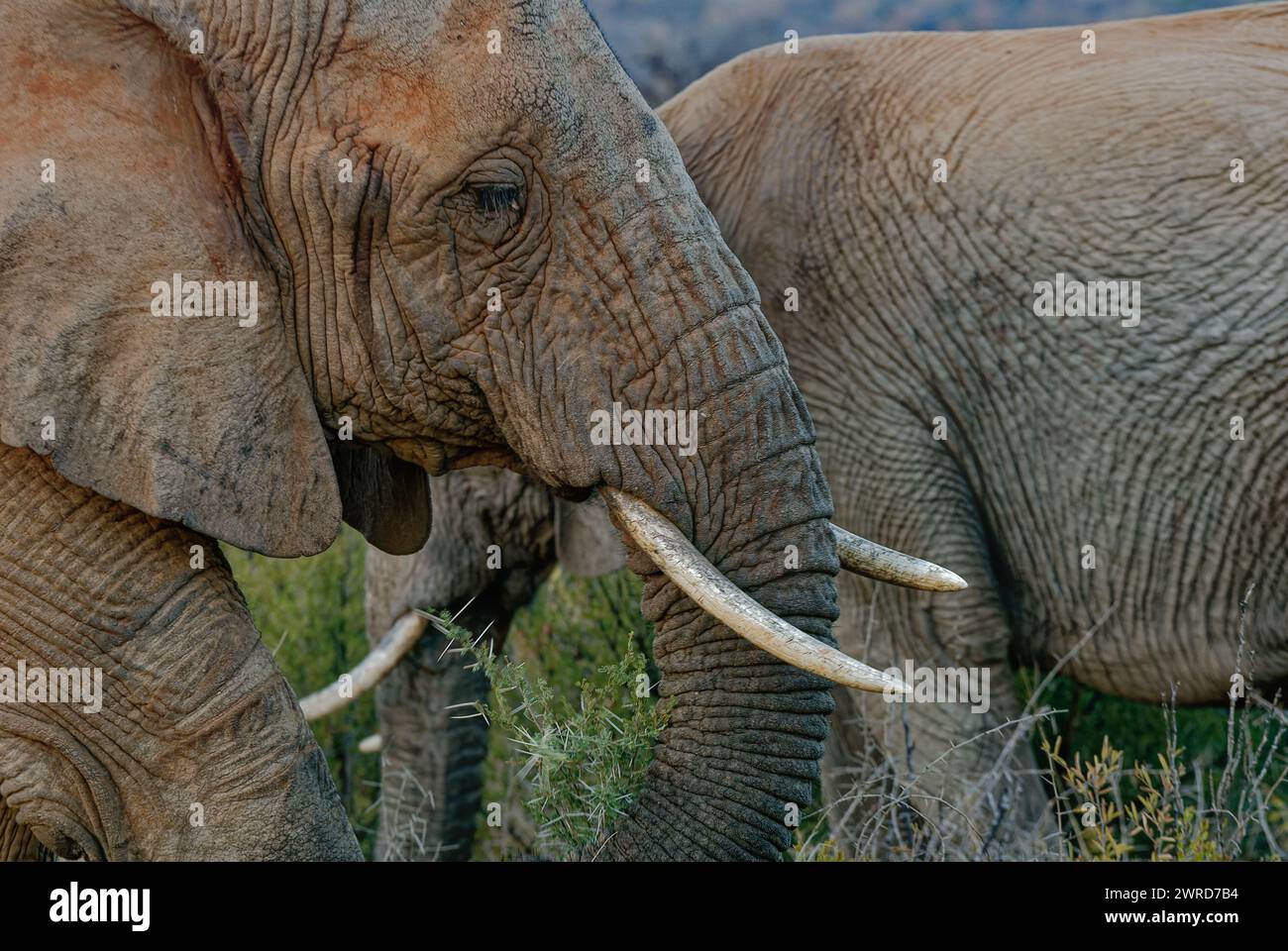 Elephants at play - close up of elephant head with big tusks. Standing ...