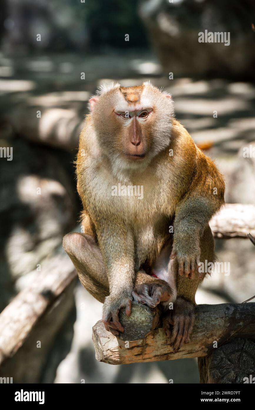 Monkey macaca leonina pig-tailed looking carefully at camera in zoo in ...