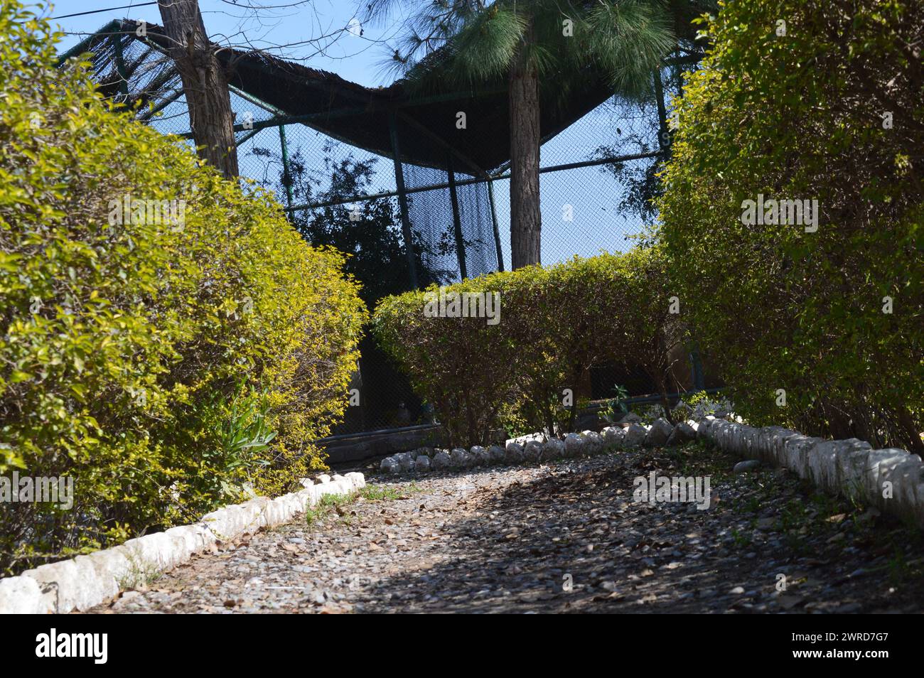 Narrow path, stone path through green mini trees and shrubs Narrow path ...