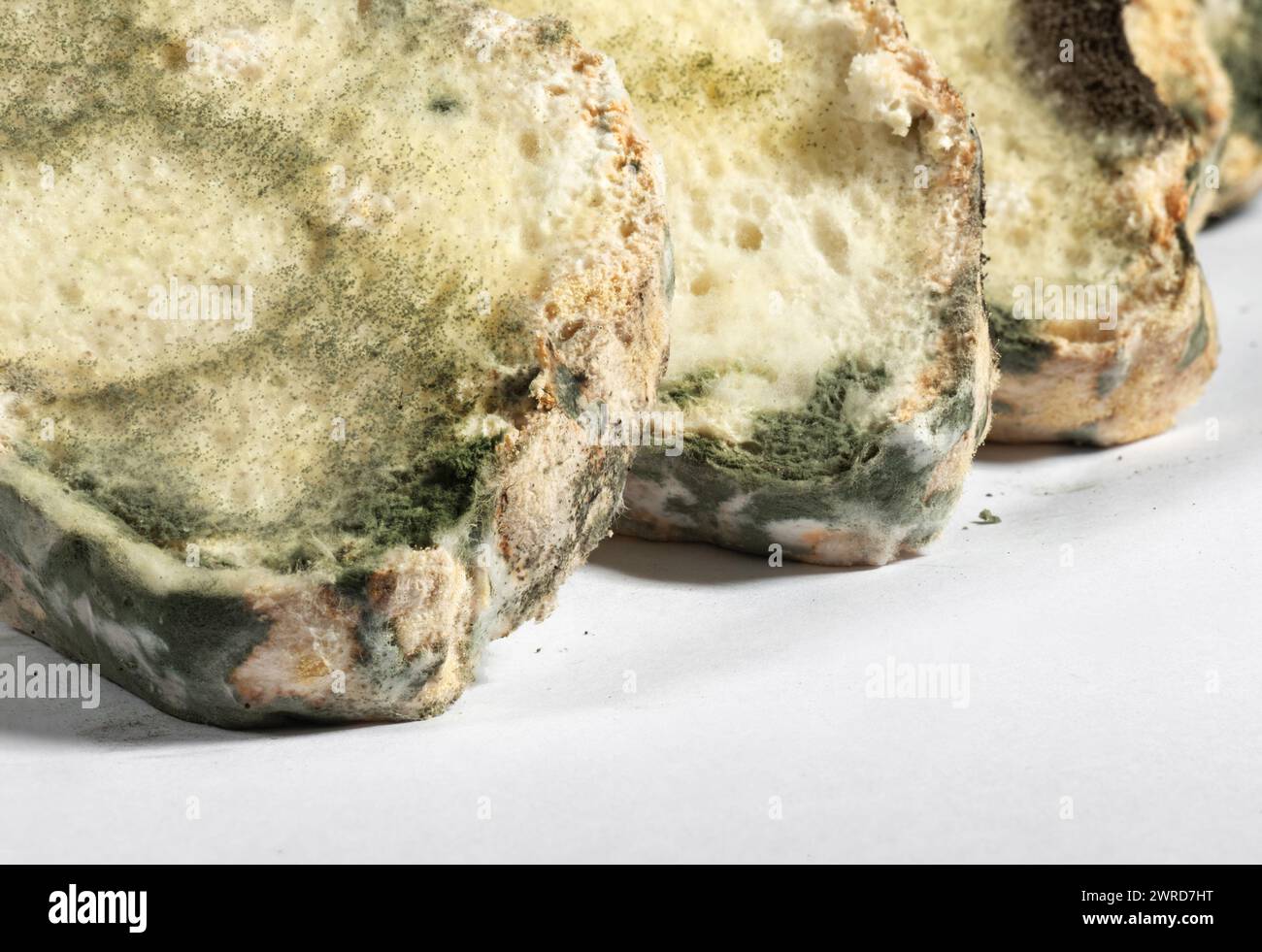 The old mold on the rye bread. Spoiled food. Mold on food grey ...