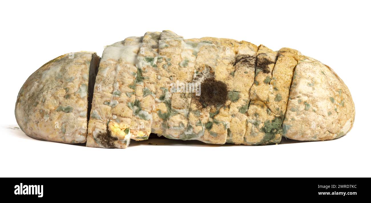 The old mold on the wheat bread. Spoiled food. Mold on food white ...
