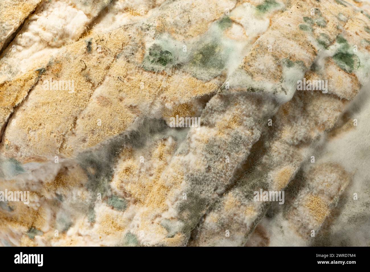 The old mold on the sliced rye bread. Spoiled food Mold on food reflect ...