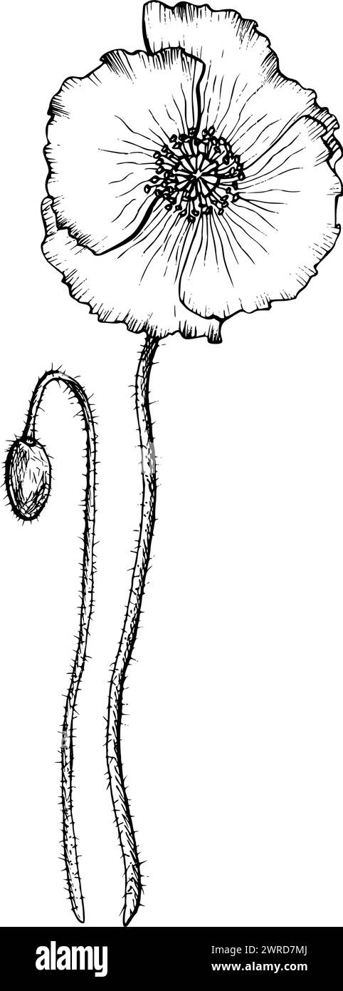 Vector Poppy flower. Hand drawn with black inks botanical illustration ...