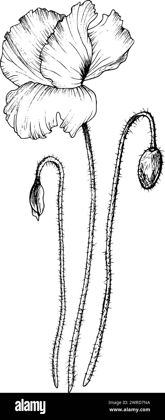 Poppy flower composition. Hand drawn with black inks botanical vector ...
