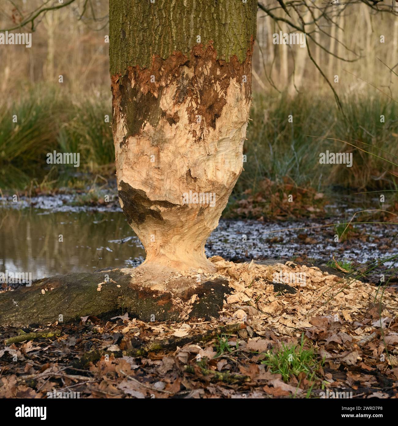 Beaver tree chew hi-res stock photography and images - Alamy