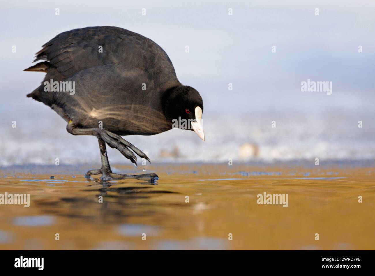 Black Coot / Coot / Eurasian Coot ( Fulica atra ) stands in perfect ...