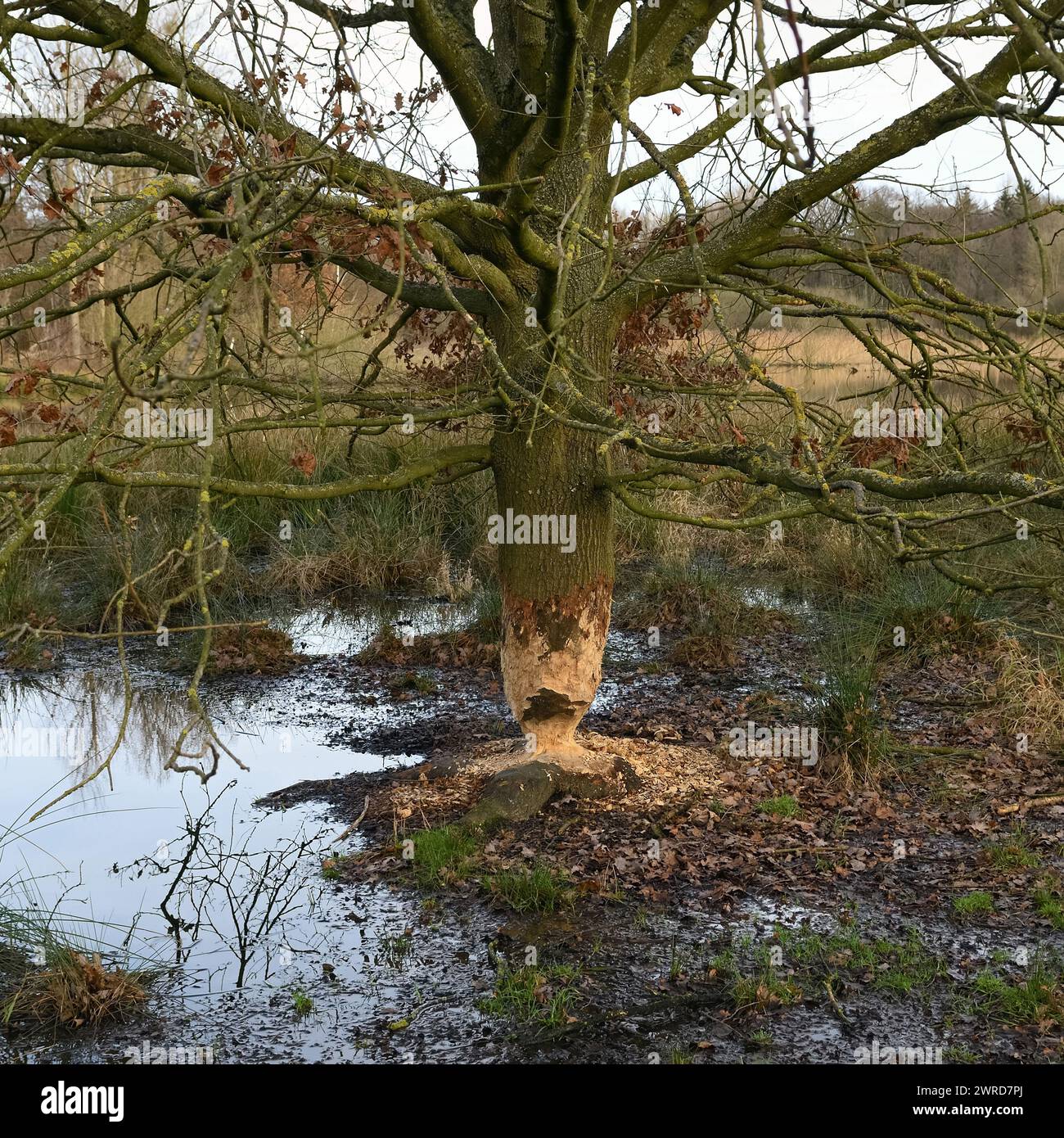 Grub marks... Beaver ( Castor fiber ), tree gnawed by beaver ( oak ...