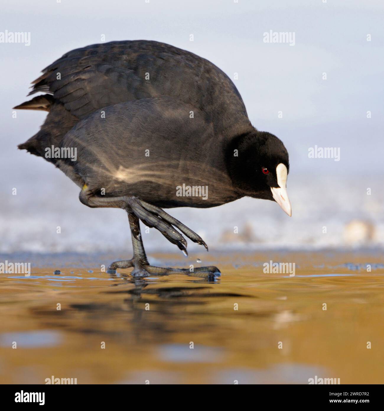 Black Coot / Coot / Eurasian Coot ( Fulica atra ) stands in perfect ...