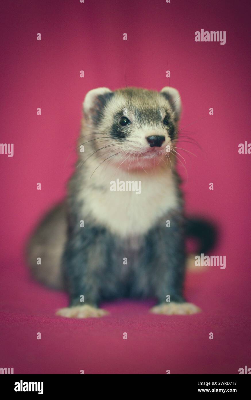 Ferret indoor posing for portrait in studio Stock Photo - Alamy