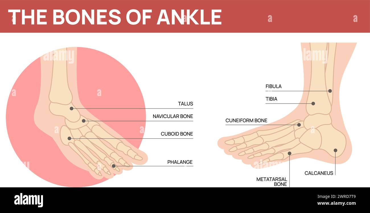 Foot bones scheme. Human ankle anatomy. Body part. Name and description. Orthopedists or artists ...