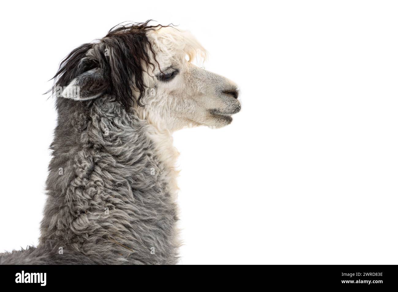 The alpaca (Lama pacos) species of South American camelid mammal side ...