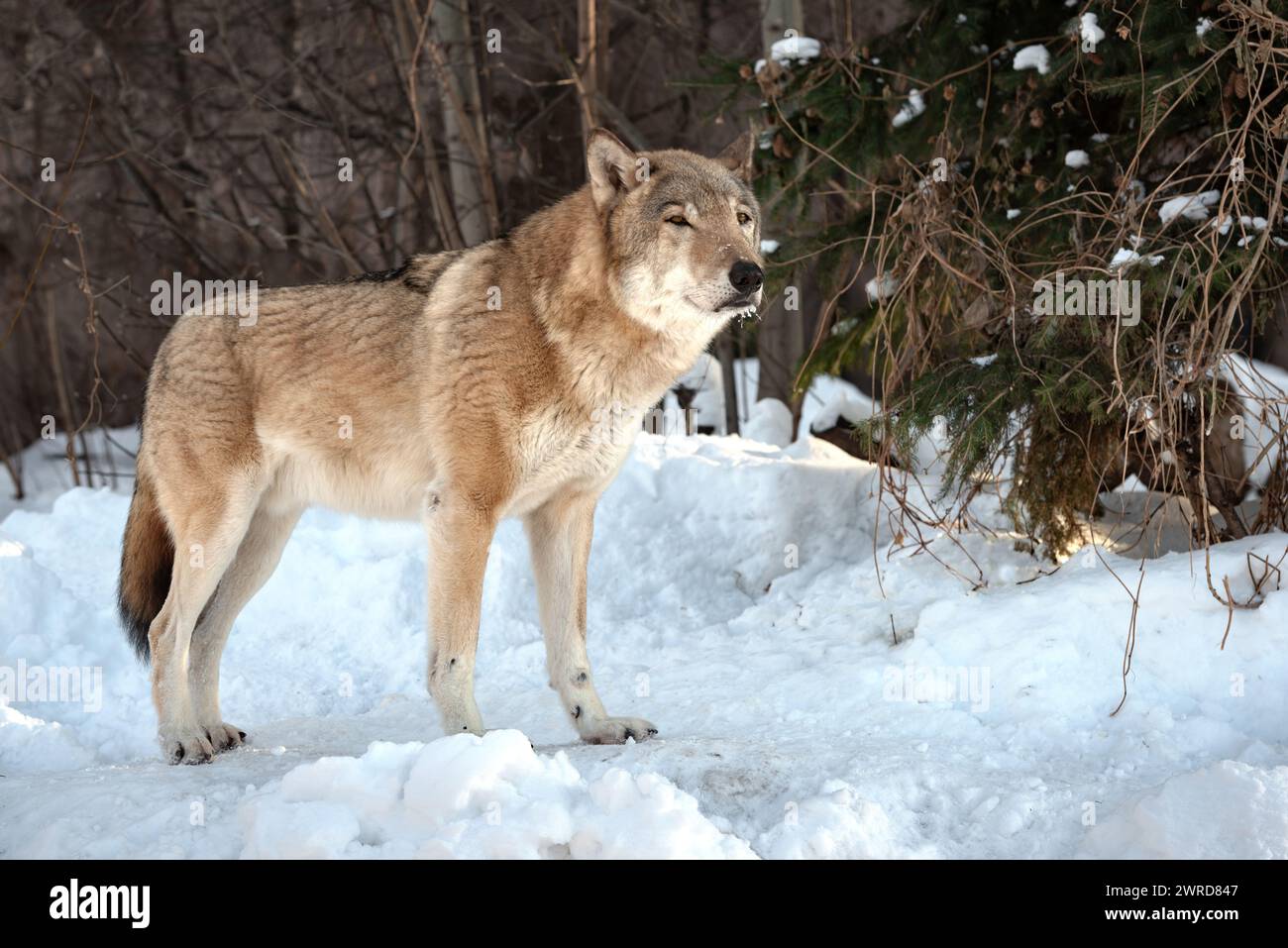Captive male grey wolf hi-res stock photography and images - Alamy