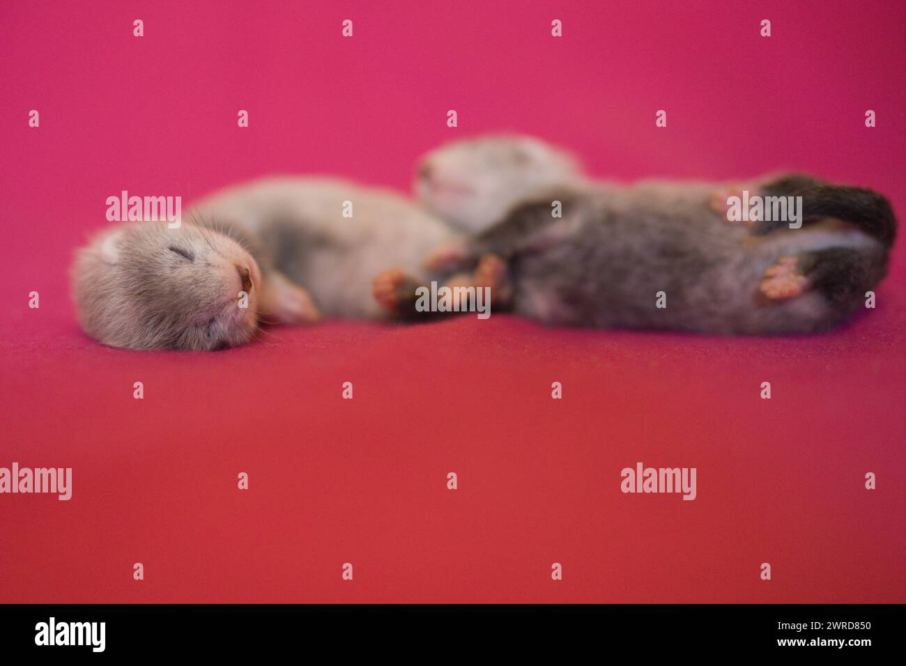 Ferret three weeks old baby on pink blanket background in studio Stock ...