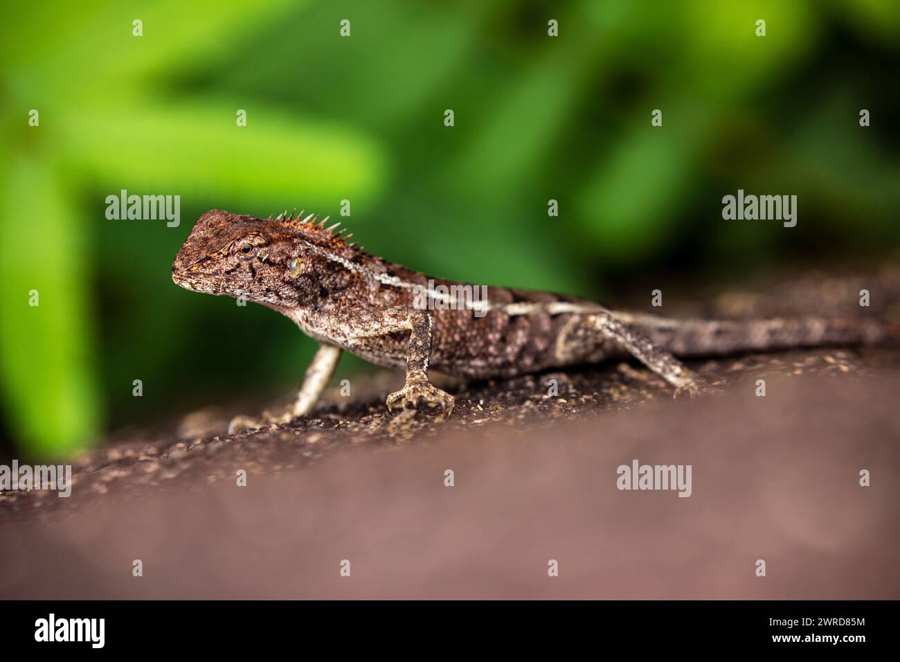 A Lizard Agama in Vietnam Stock Photo - Alamy