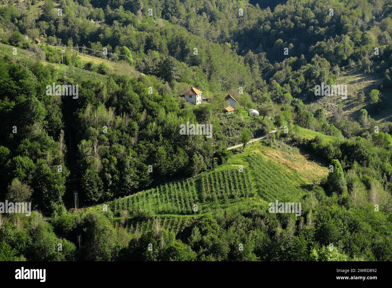 morning light on farm house with raspberry fields of South-Western ...