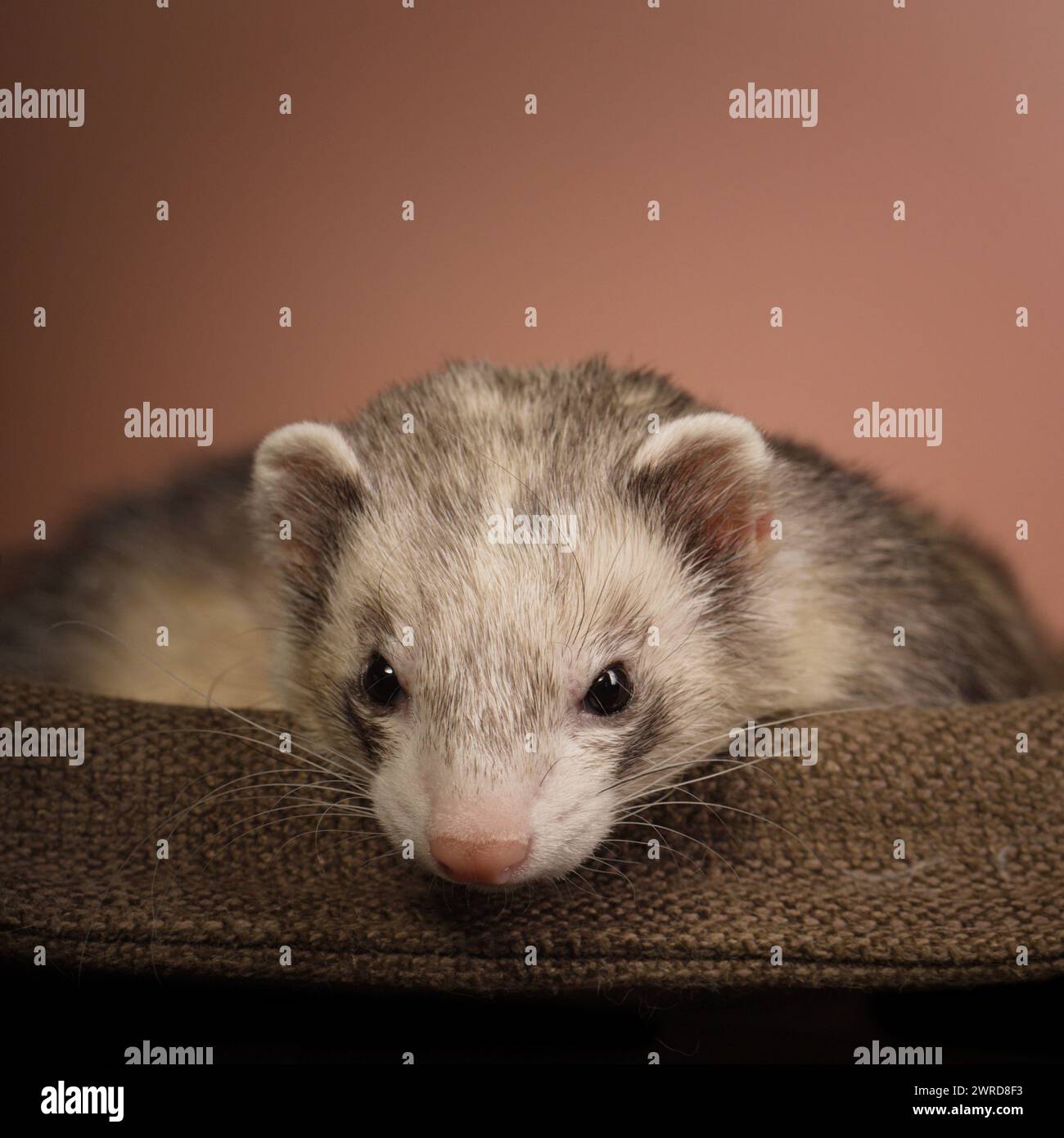Light ferret indoor posing on brown background for portrait in studio ...