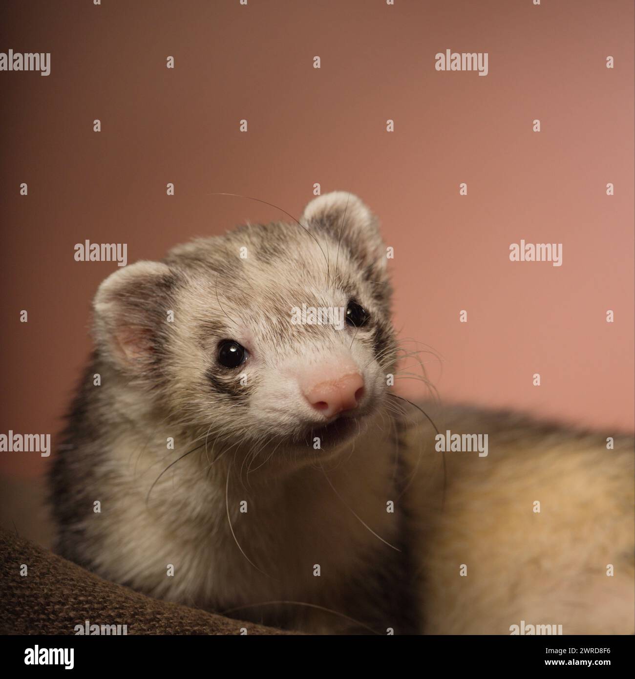 Light ferret indoor posing on brown background for portrait in studio ...