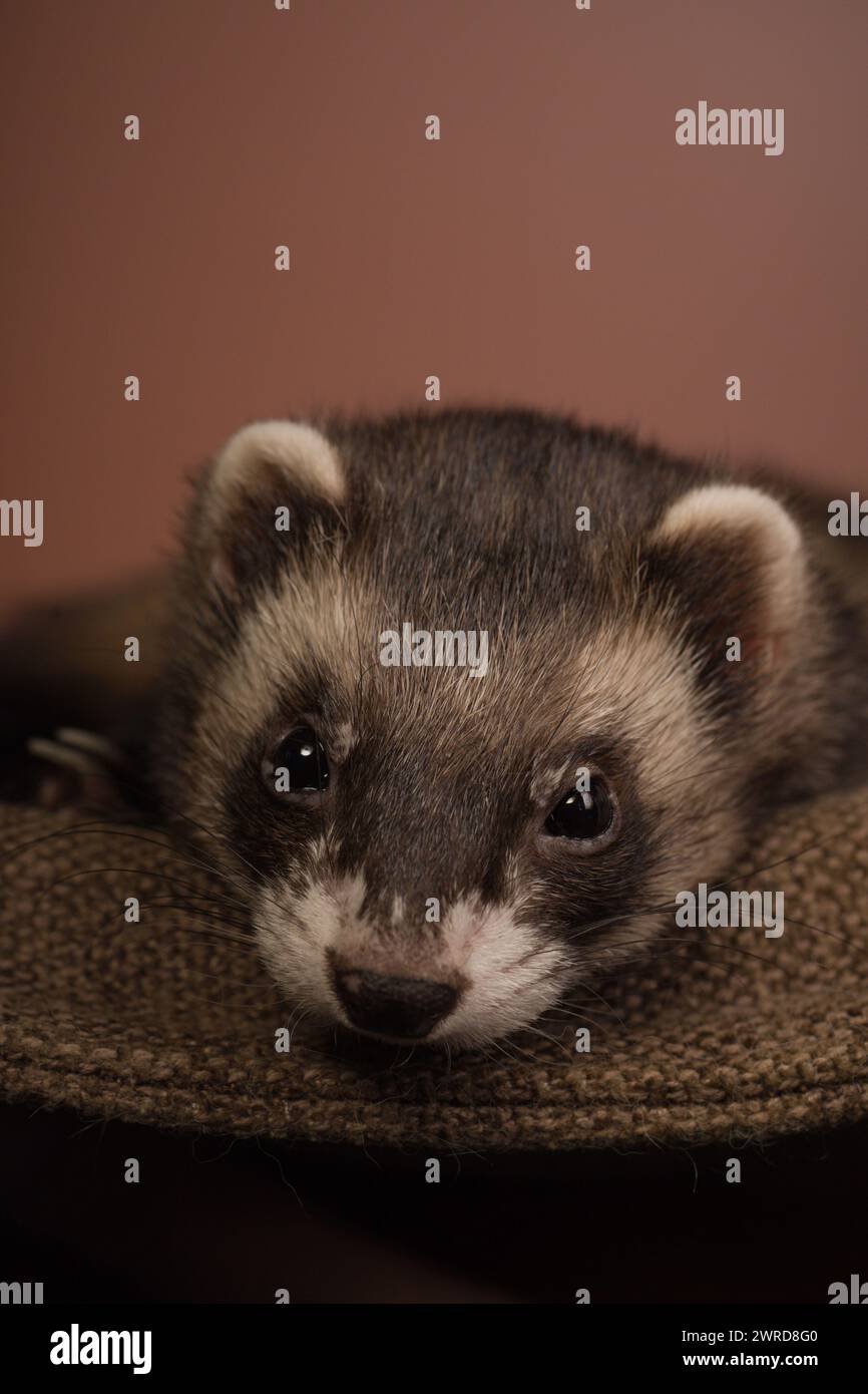Standard sable ferret indoor posing on brown background for portrait in ...