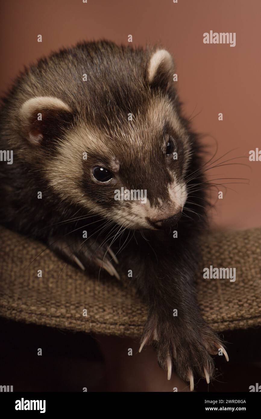 Standard sable ferret indoor posing on brown background for portrait in ...