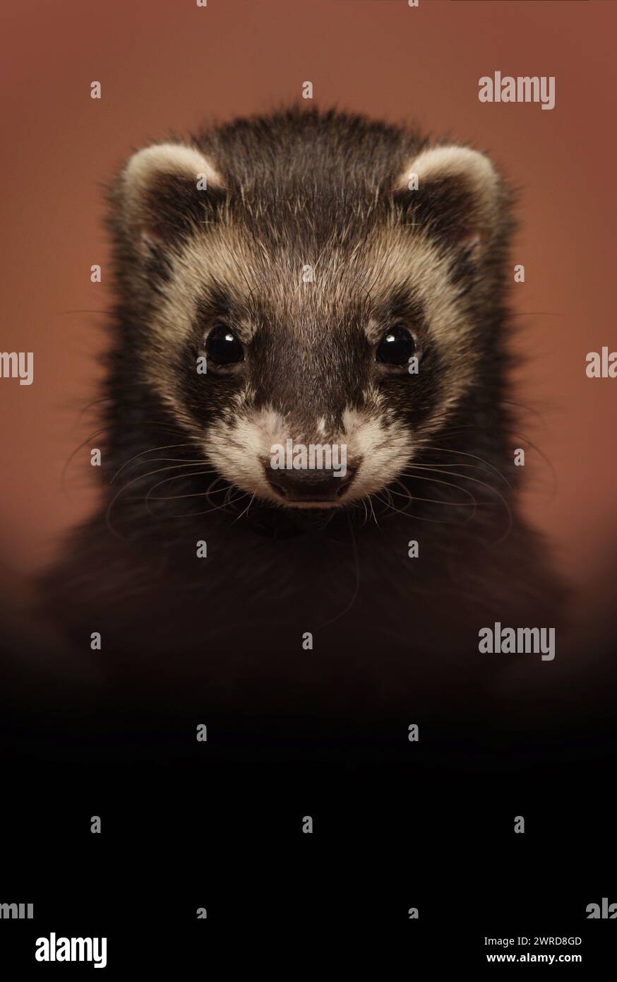 Standard sable ferret indoor posing on brown background for portrait in ...