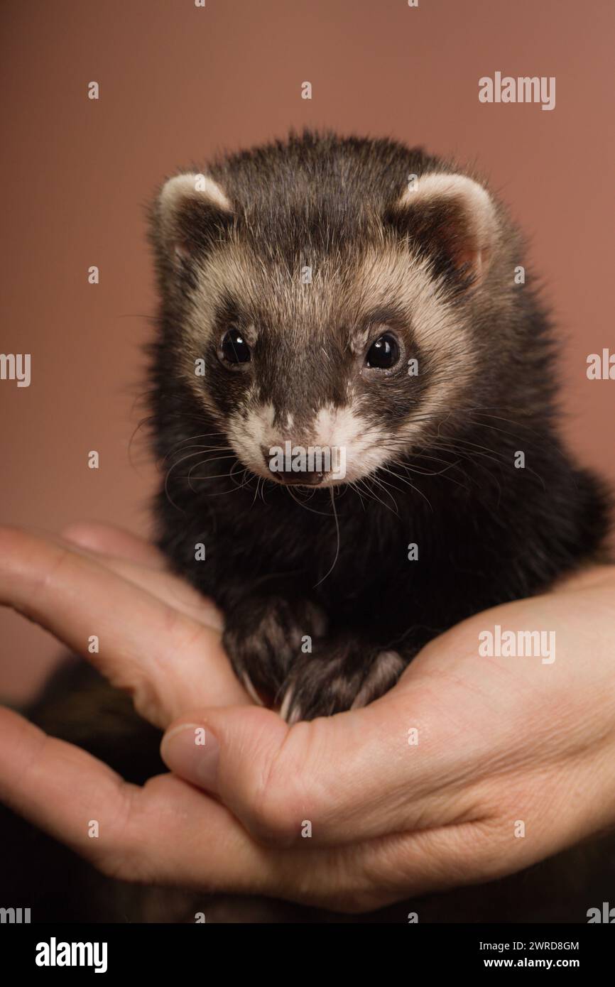 Standard sable ferret indoor posing on brown background for portrait in ...