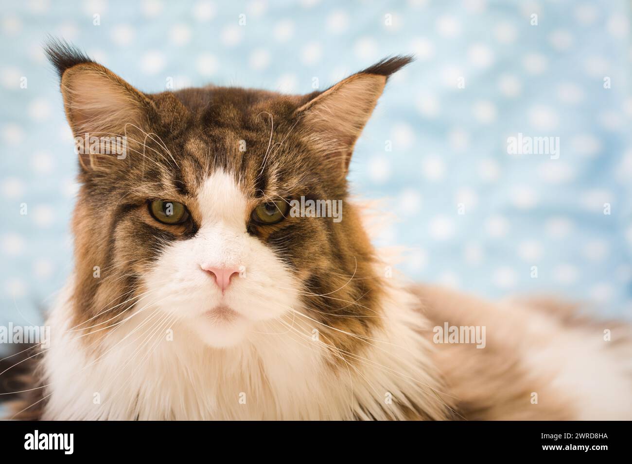 Pretty Maine Coon male Cat detail portrait Stock Photo - Alamy