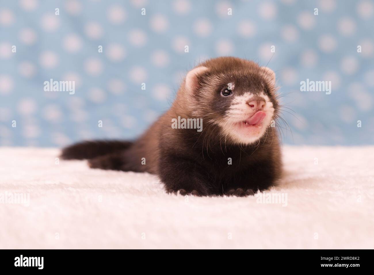 Standard color dark six weeks old ferret baby posing Stock Photo - Alamy