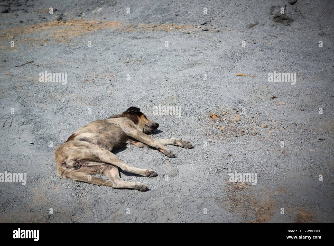Dog dirty hi-res stock photography and images - Alamy