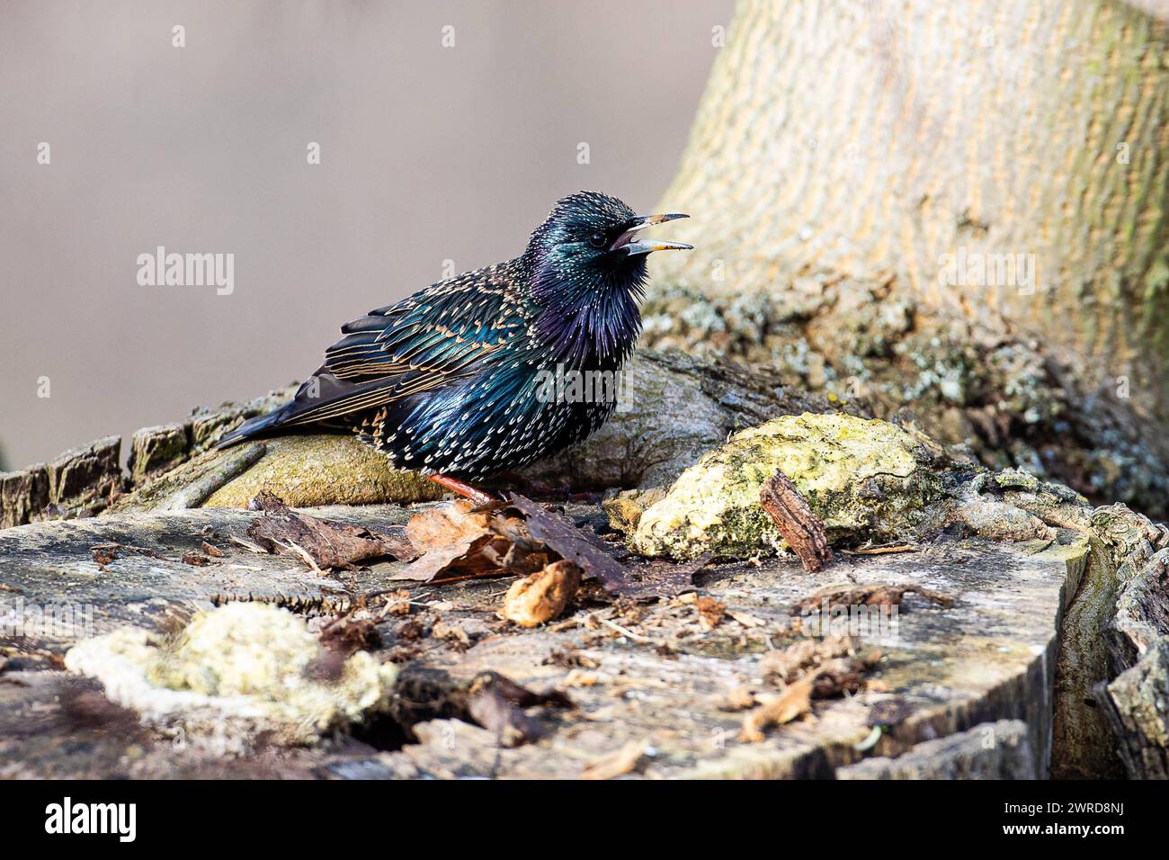 Ein Star auf einem Baumstumpf. Der Star Sturnus vulgaris ist der ...