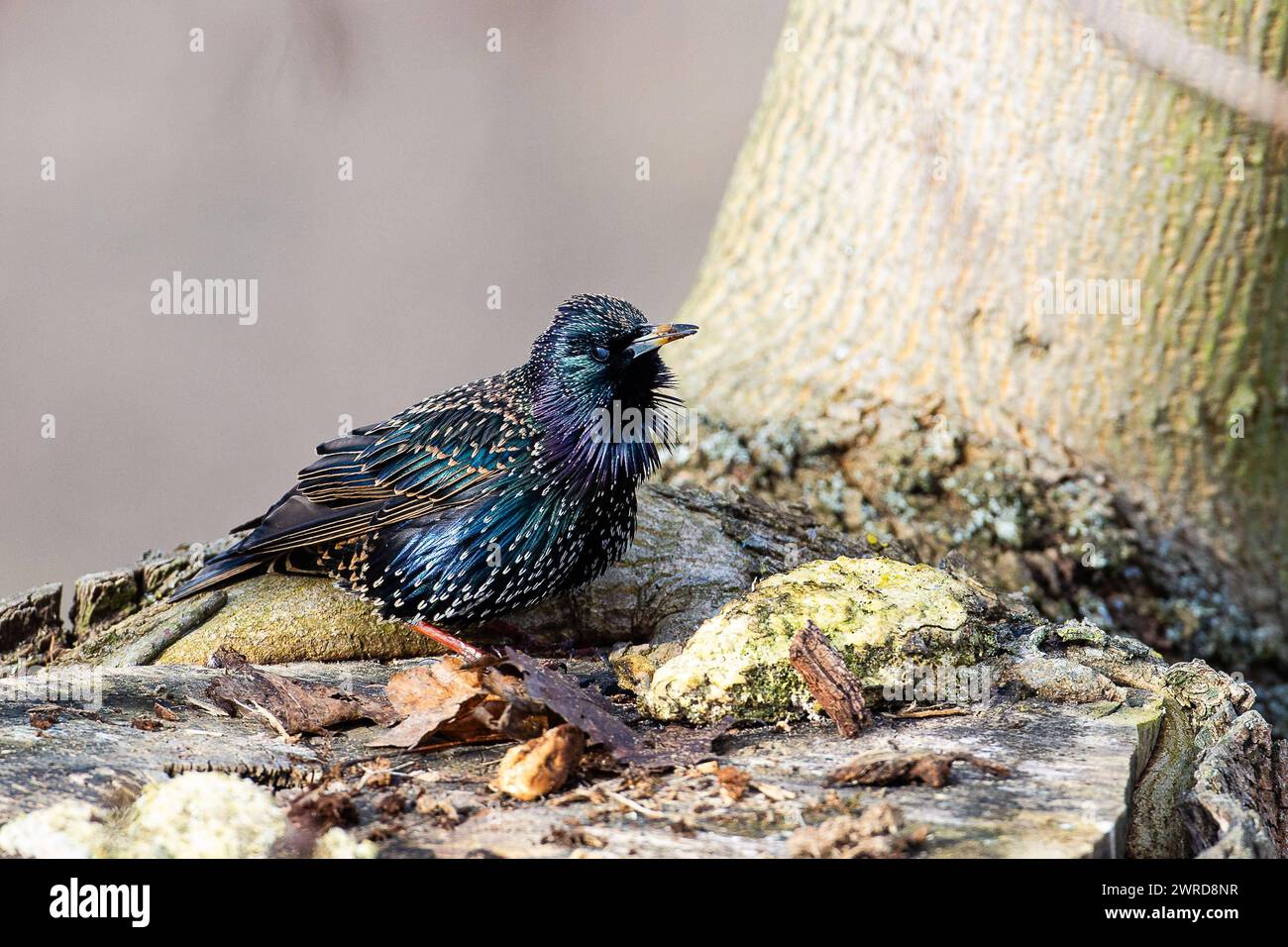 Ein Star auf einem Baumstumpf. Der Star Sturnus vulgaris ist der ...