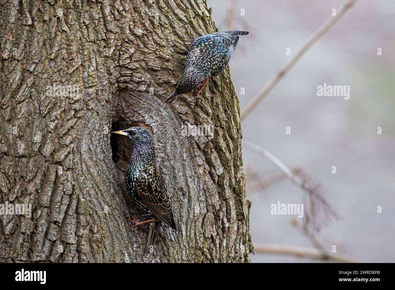 Zwei Stare an einem Baumstumpf. In dem Baumstumpf befindet sich ein ...