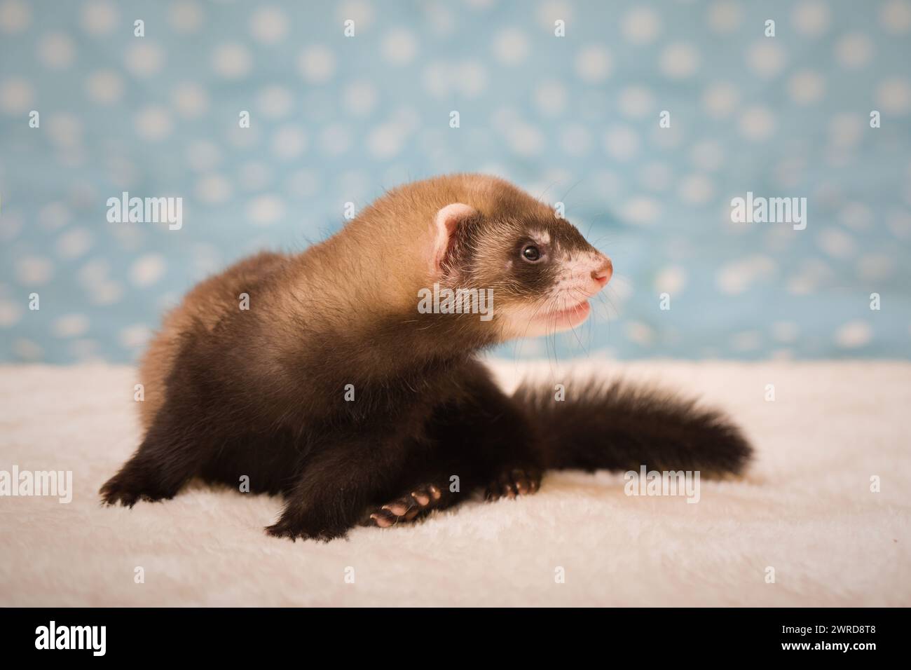 Standard color dark six weeks old ferret baby posing Stock Photo - Alamy