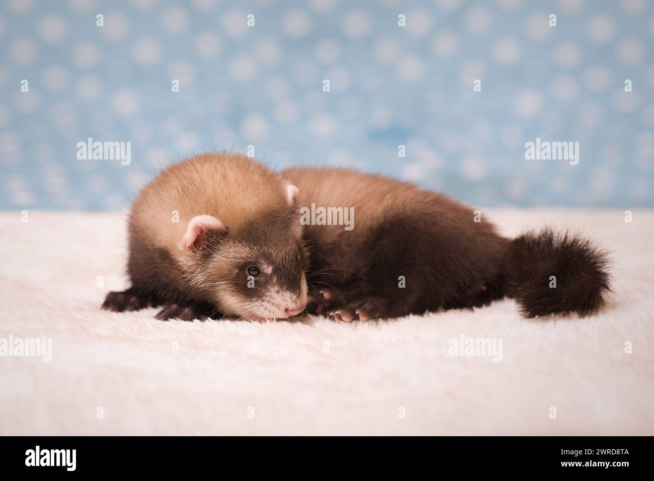 Standard color dark six weeks old ferret baby posing Stock Photo - Alamy