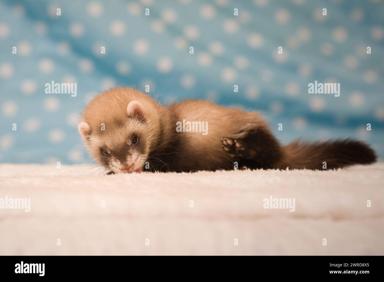 Standard color dark six weeks old ferret baby posing Stock Photo - Alamy