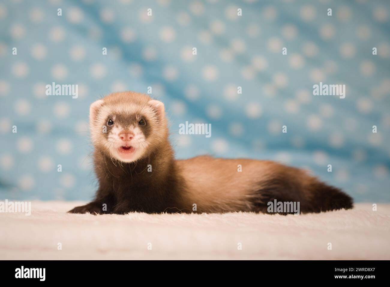 Standard color dark six weeks old ferret baby posing Stock Photo - Alamy